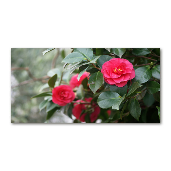 Ebern Designs Camellia - Kunstdrucke auf Leinwand - Wrapped Canvas | Wayfair.de